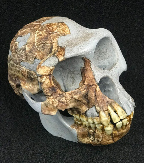 Ardipithecus | vidanimalia