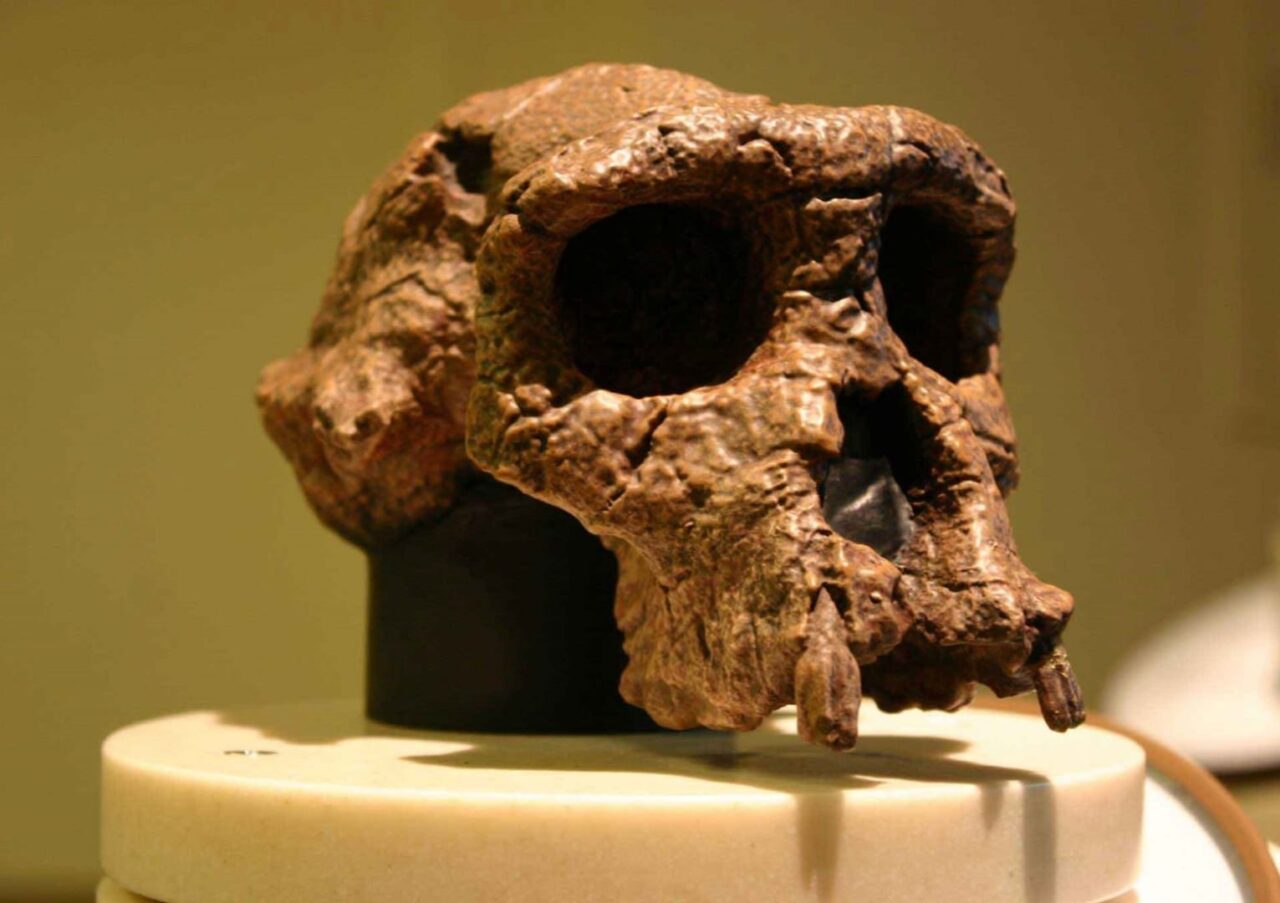 Sahelanthropus | vidanimalia