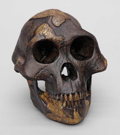 Australopithecus | vidanimalia