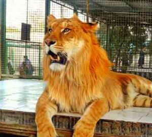 Tigón | vidanimalia